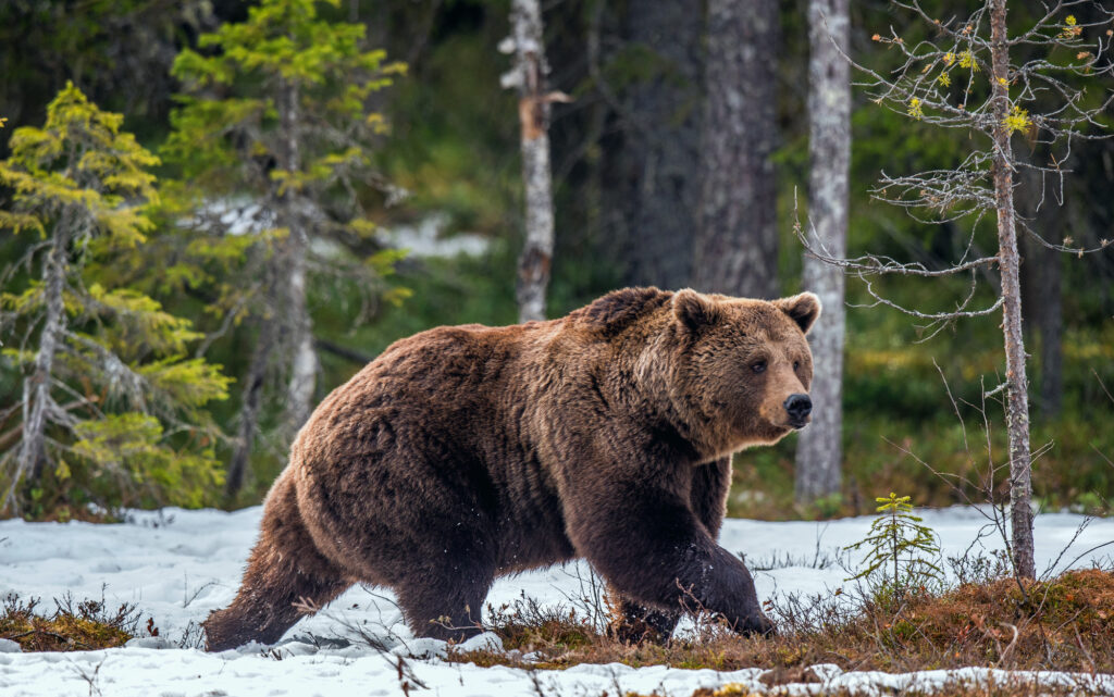 Orsi senza pace nel Nord della Finlandia - Osservatorio Artico